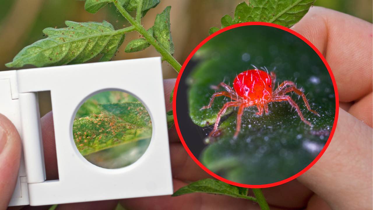 Acari nelle piante, l'infallibile metodo per eliminarli in quattro e ...