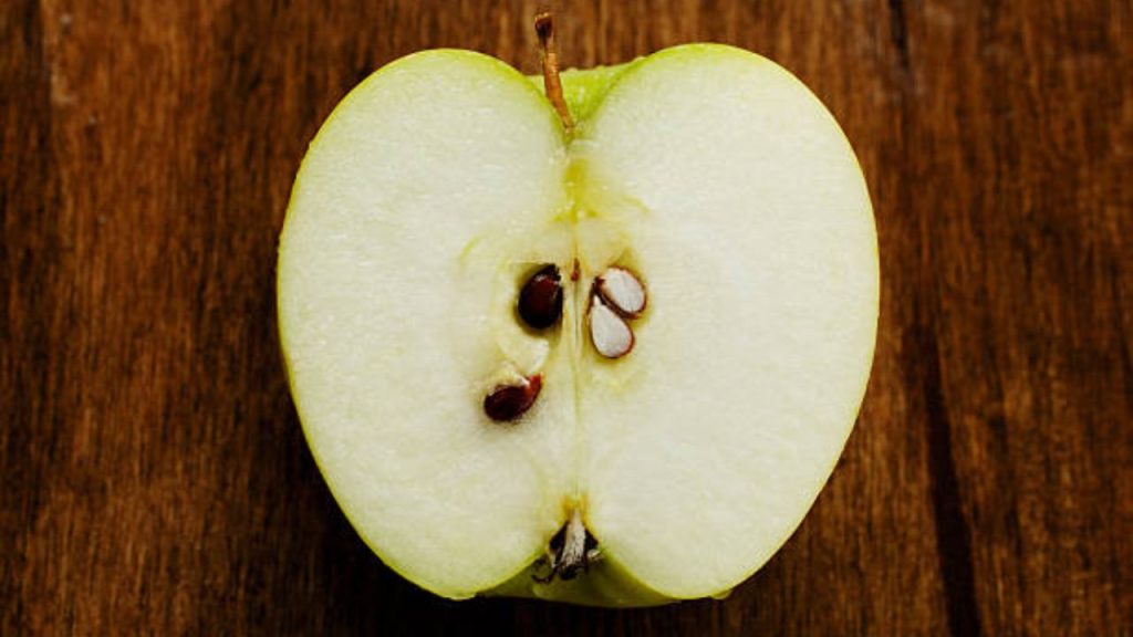 Semilla de manzana en el frigorífico: qué encuentras a los 20 días si ...