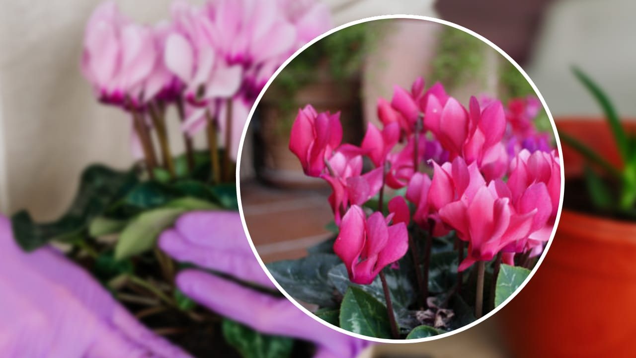 Ciclamino, la regola da seguire se lo vuoi sempre forte e rigoglioso