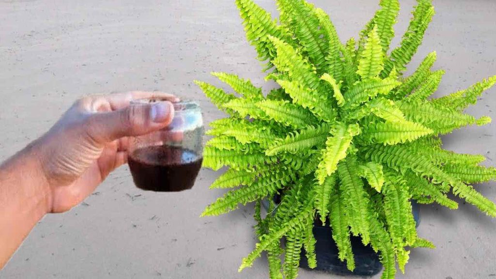 Felce, con una goccia di questo la pianta si moltiplica all'infinito in ...