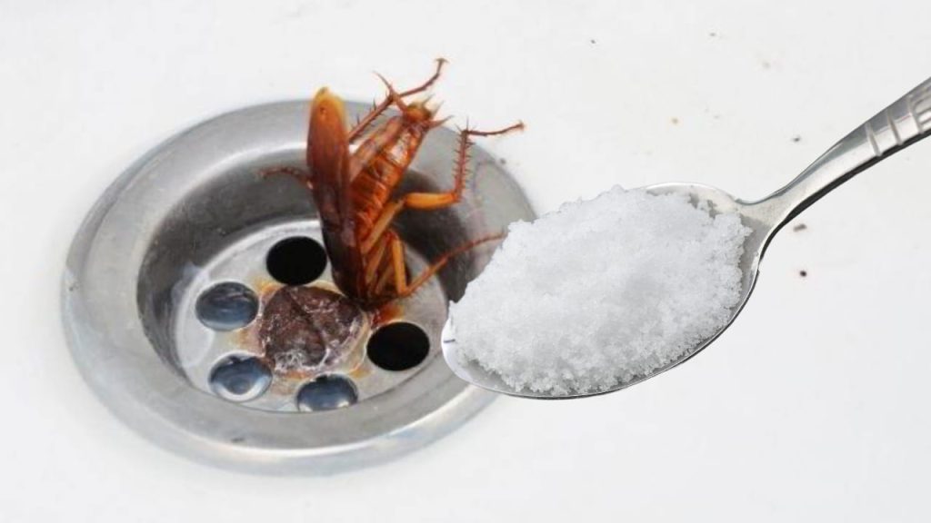 Come allontanare le blatte dalla cucina: l’unico rimedio 100% affidabile