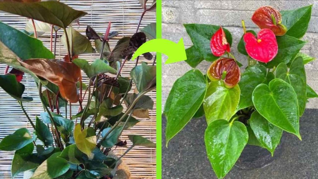 ¿Anturio marchito? No lo tires, si haces esto renacerá al cabo de un ...