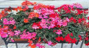 Versalo nei gerani, i risultati ti sorprenderanno: le foglie ...