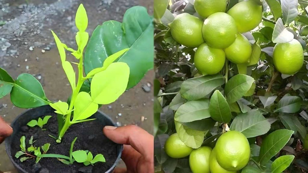 Il trucco dei contadini per coltivare talee di limone nel giro di 30 giorni