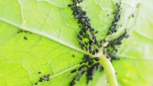 Elimina mosche bianche, afidi, cocciniglie: bastano questi 3 ...