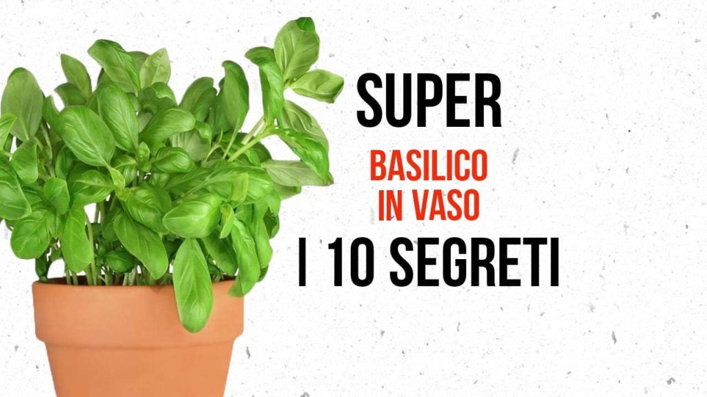 Basilico in vaso, come piantarlo a casa o all'esterno: i 10 segreti da ...