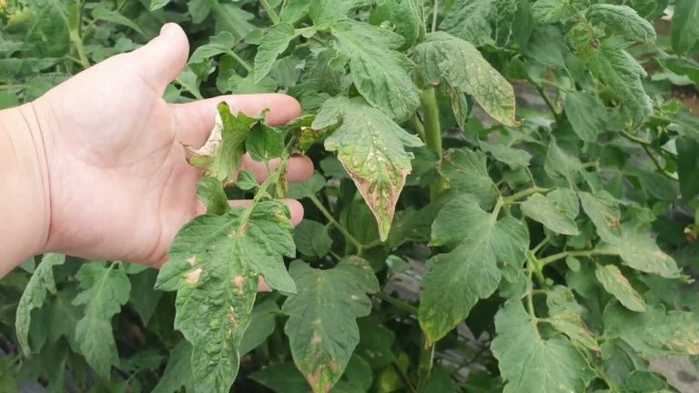 Malattia fungina del pomodoro, come riconoscerla e prevenirla in un ...