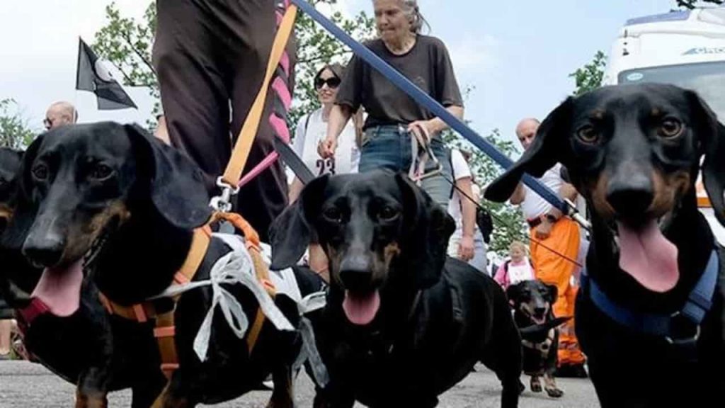 "Strabassotti", la quarta edizione si chiude con numeri da record