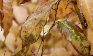 Pianta secca, come farla resuscitare in pochi giorni: basta questo ingrediente