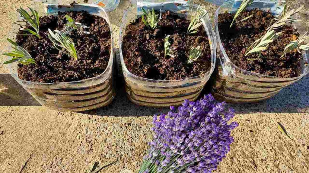 Lavanda, así es como propagarla y cultivarla a partir de esquejes: así ...