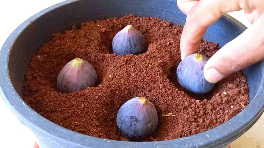 Plantez 4 figues dans un vase rempli de terre, vous n'imaginez pas ce ...