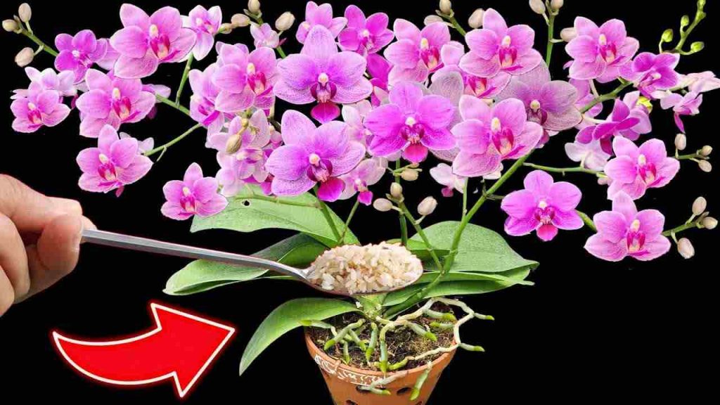 Orchidées, comment faire fleurir 100 fleurs en même temps : ça n'a ...