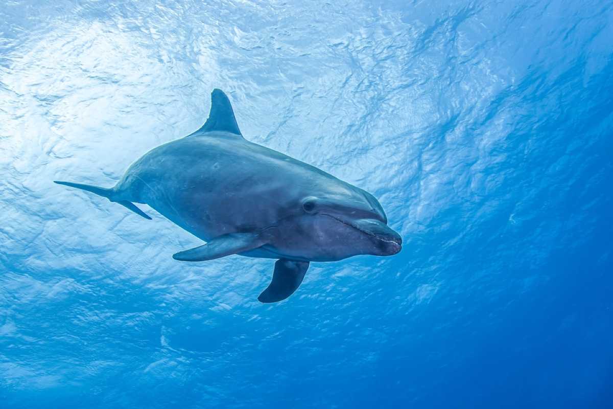 L'uomo salva il delfino senza rendersi conto di cosa aveva alle sue ...